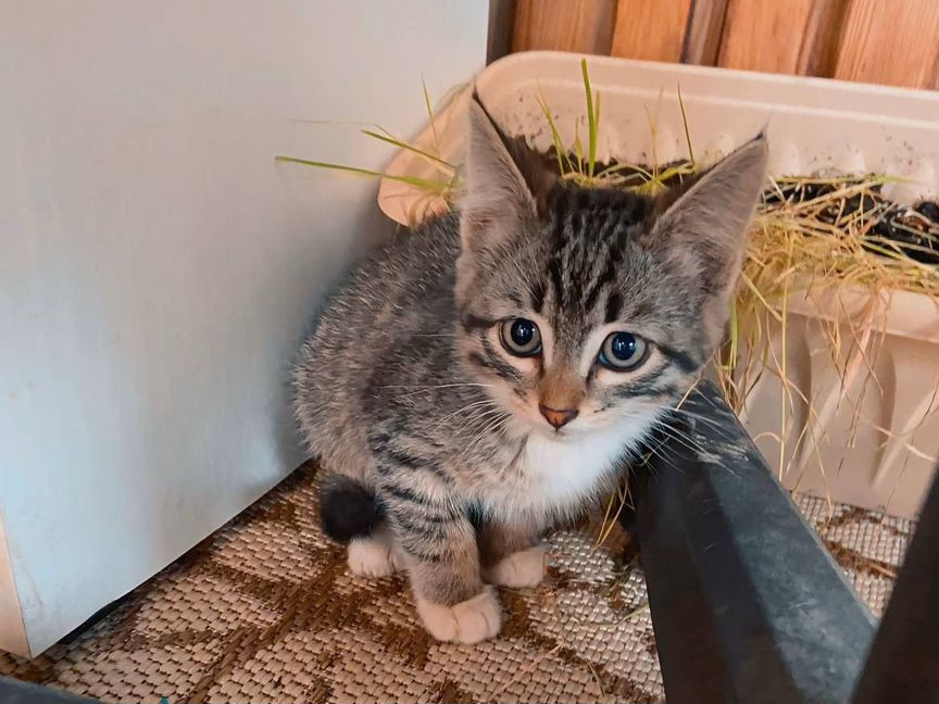 Котенок выжил на улице,ищет дом