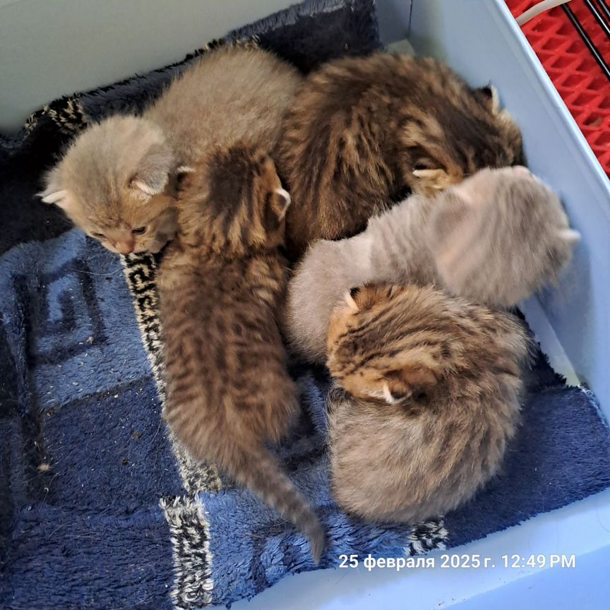 Малыши манчкин