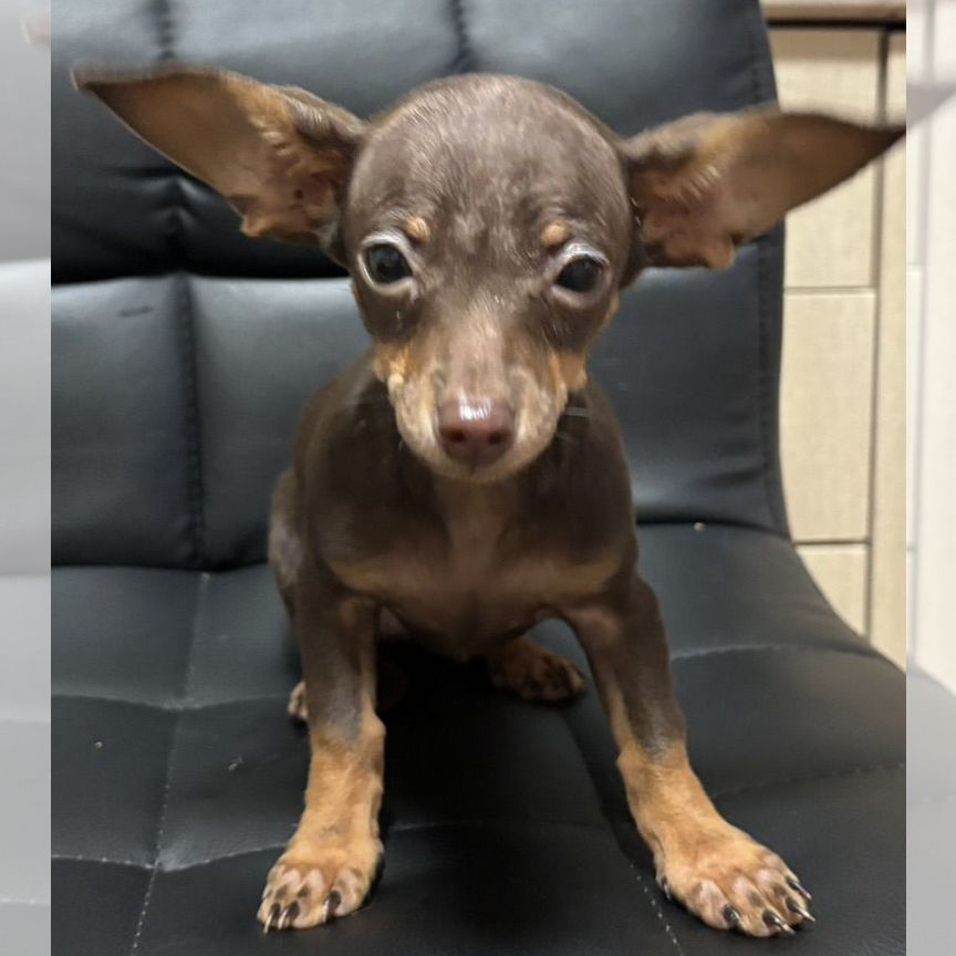 Карликовая такса, щенок