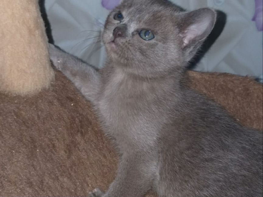 Котята европейской бурмы