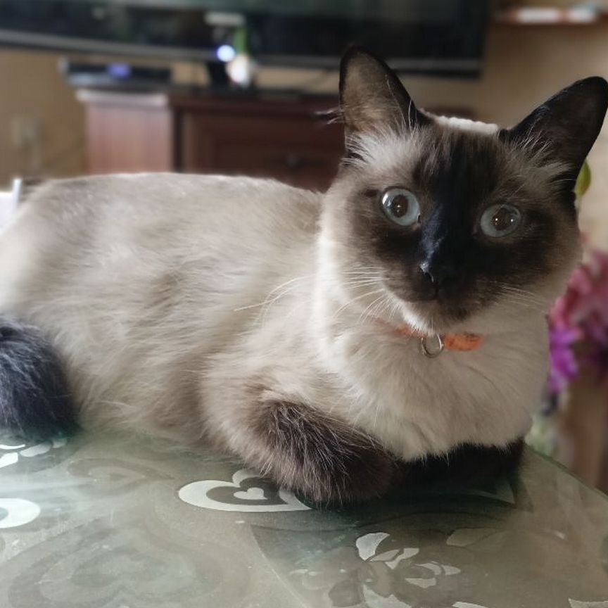 Кошка ищет друга