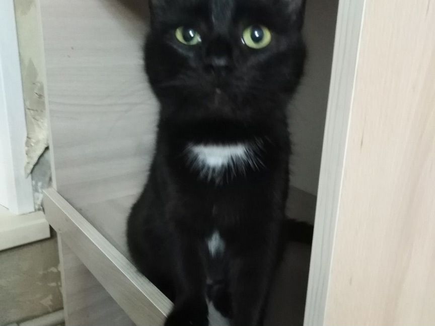 Черничка мечтает о семье