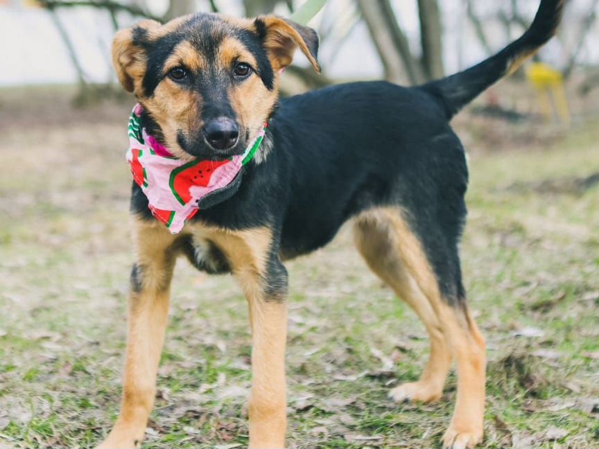 Собака Очаровательная Флора