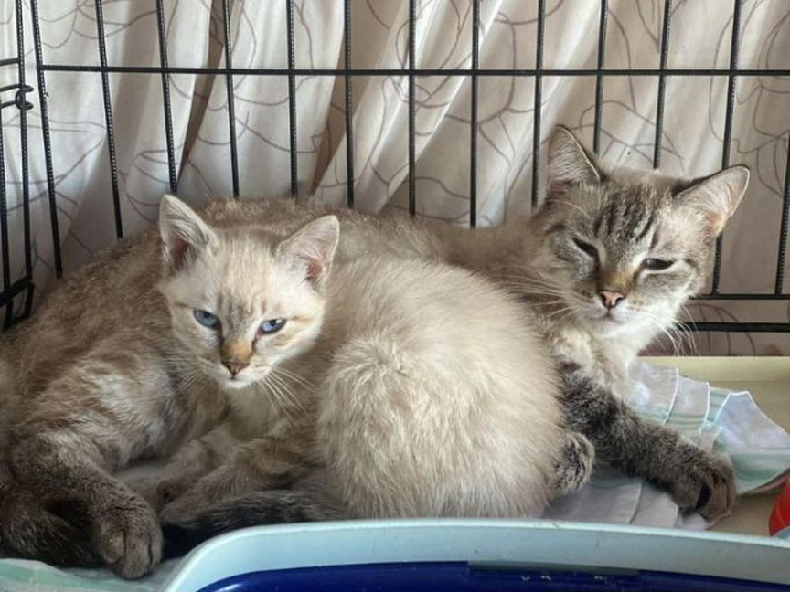 Мальчик 2,5 -3 мес