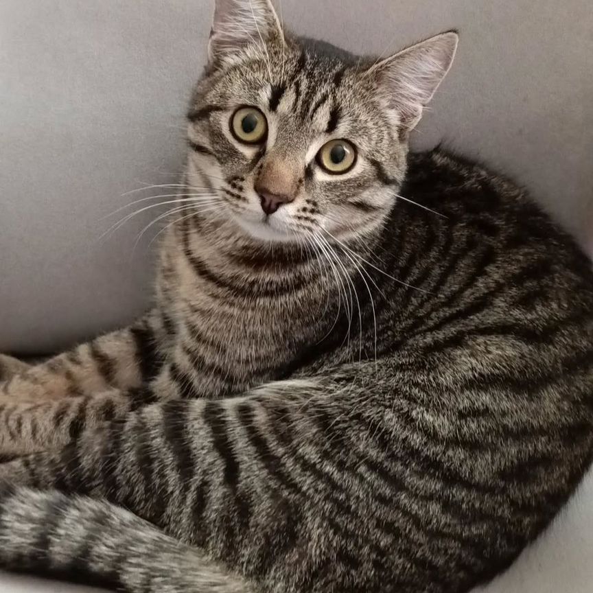 Кот