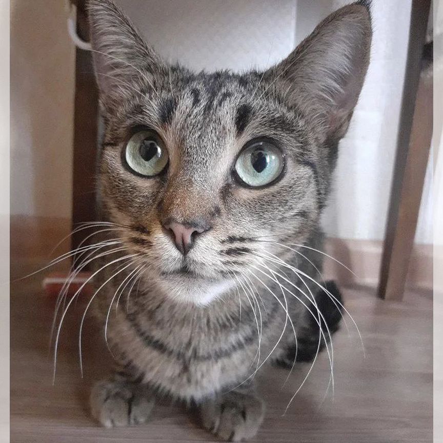 Взрослая кошка в добрые руки