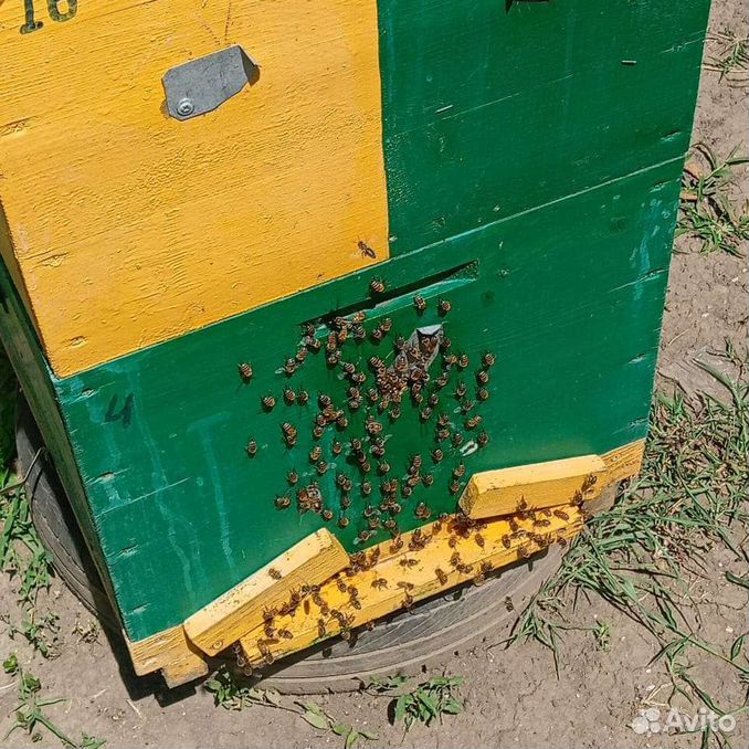 Пчелосемья в двухкорпусном улье