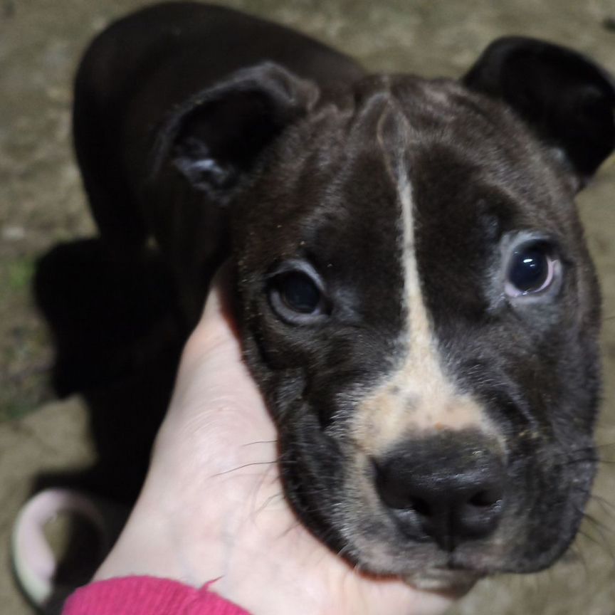 Американский стаффордширский терьер, щенок