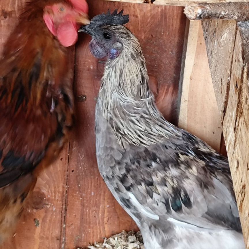 Домашняя птица куры