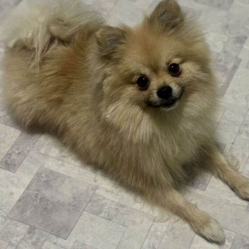 Померанский шпиц, щенок