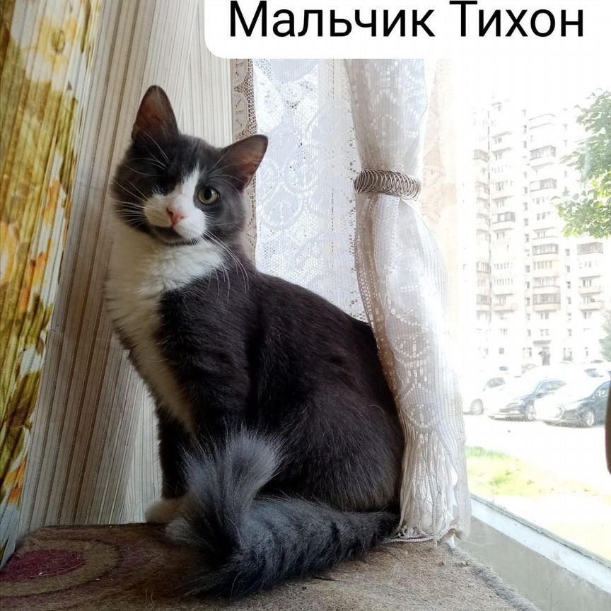 Котята сиротки ищут дом