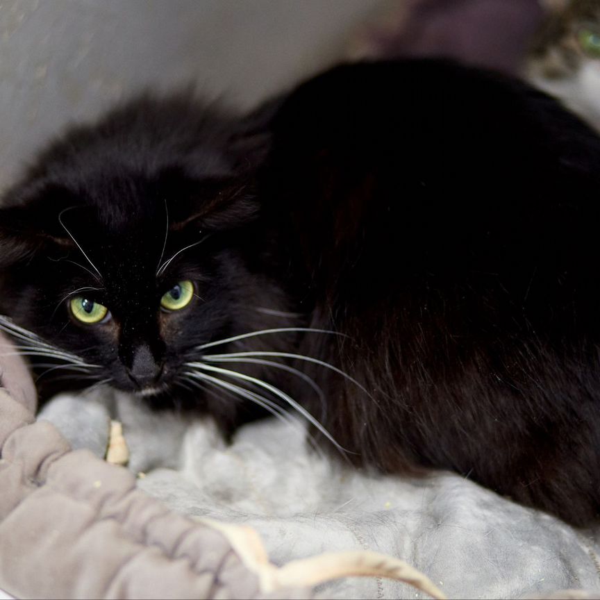 Взрослая, Девочка кошка в добрые руки