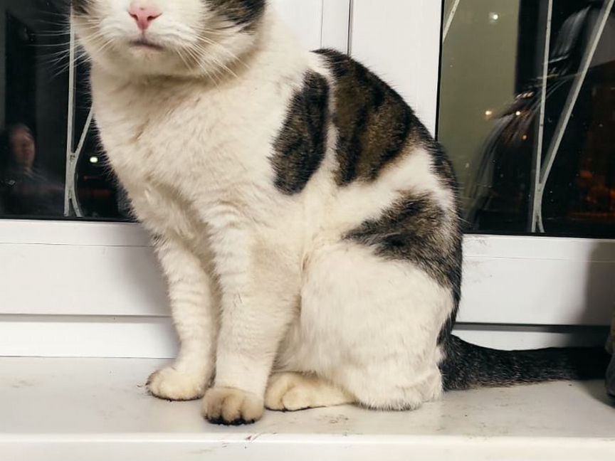 Кошка Буся ждёт новогоднего чуда