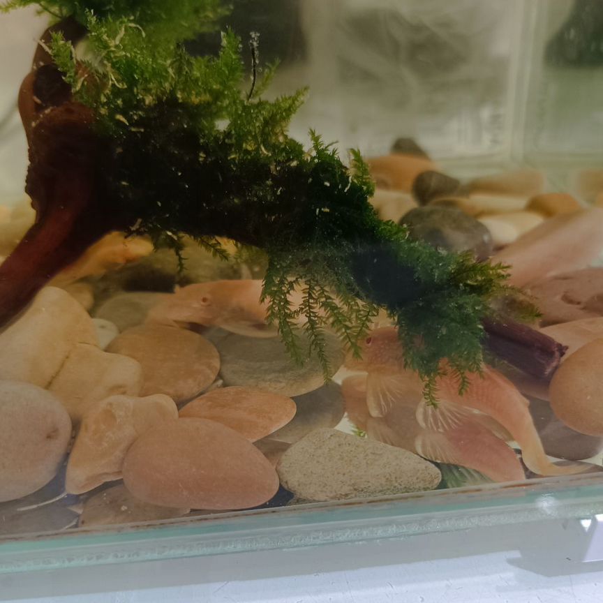 Сом анциструс сомики