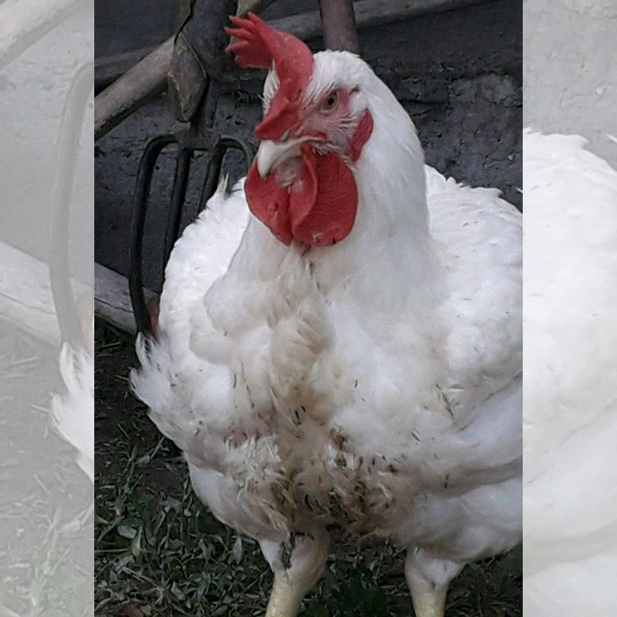 Инкубационное яйцо бройлера, несушк