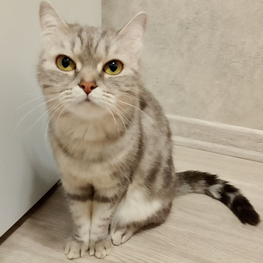 Шотландская кошка