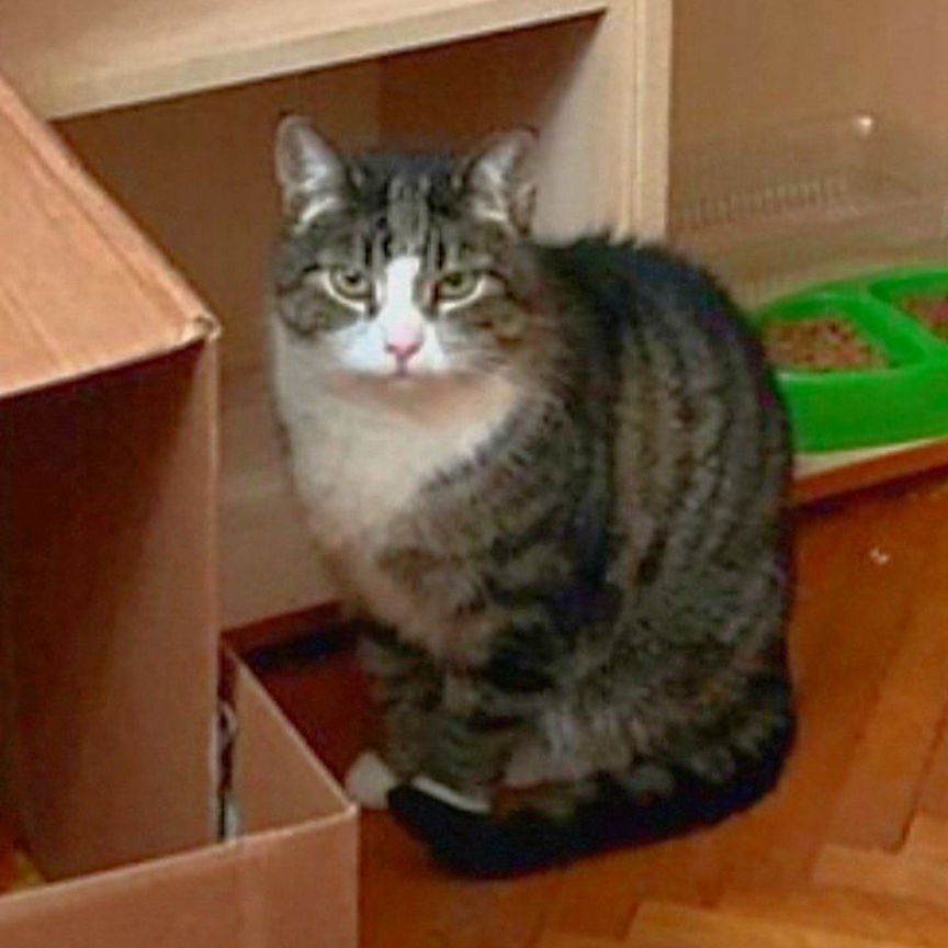 Котик в добрые руки