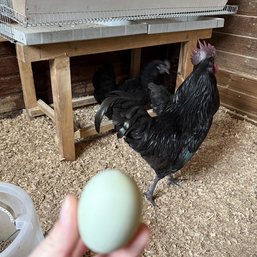 Инкубационное яйцо Ухейилюй