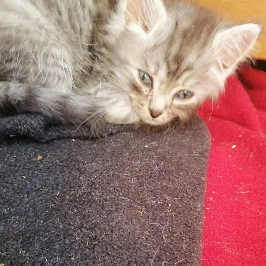 Котята в добрые руки приучены к лотку