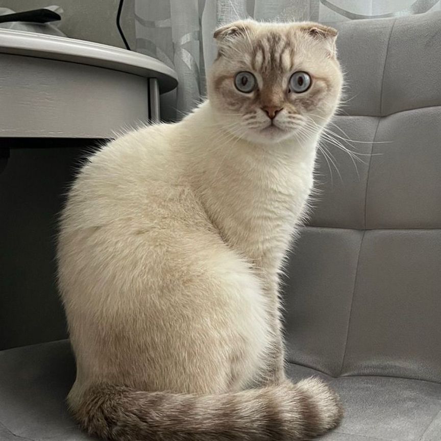 Отдам кота в добрые руки