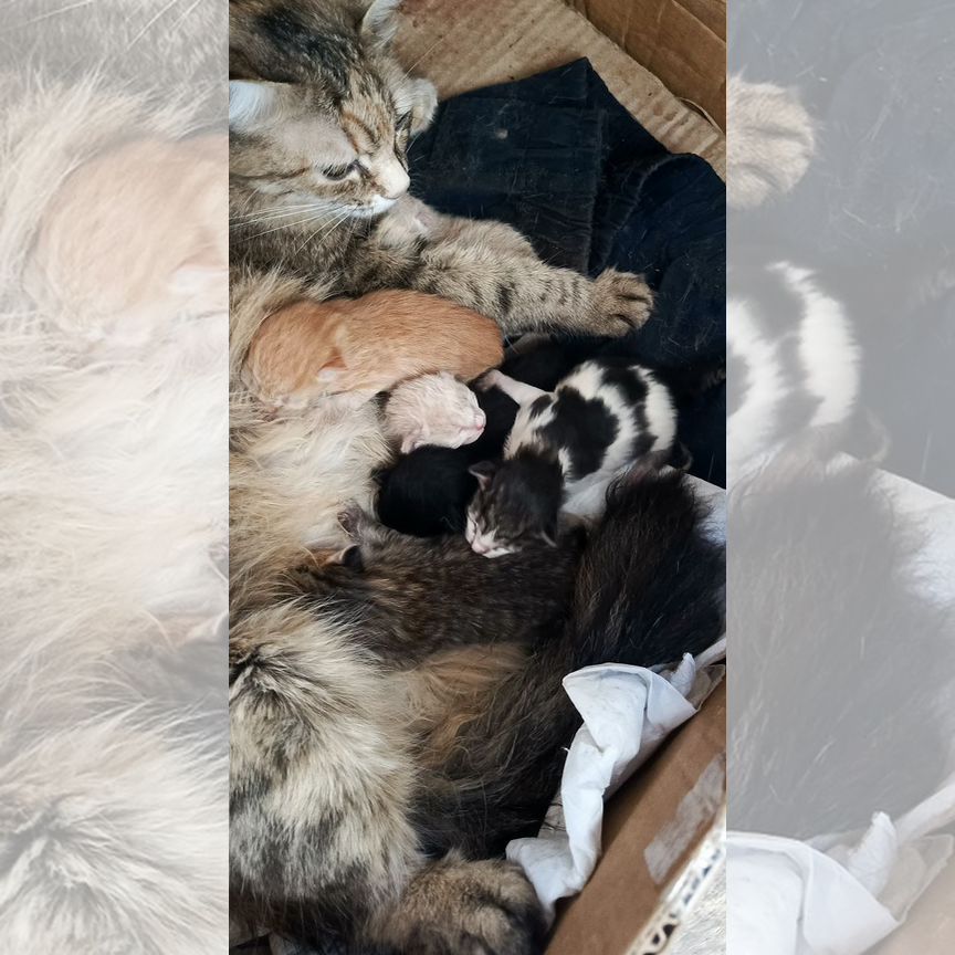 Котёнок в добрые руки