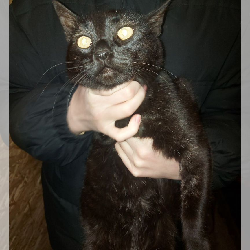 Одам в хорошие руки