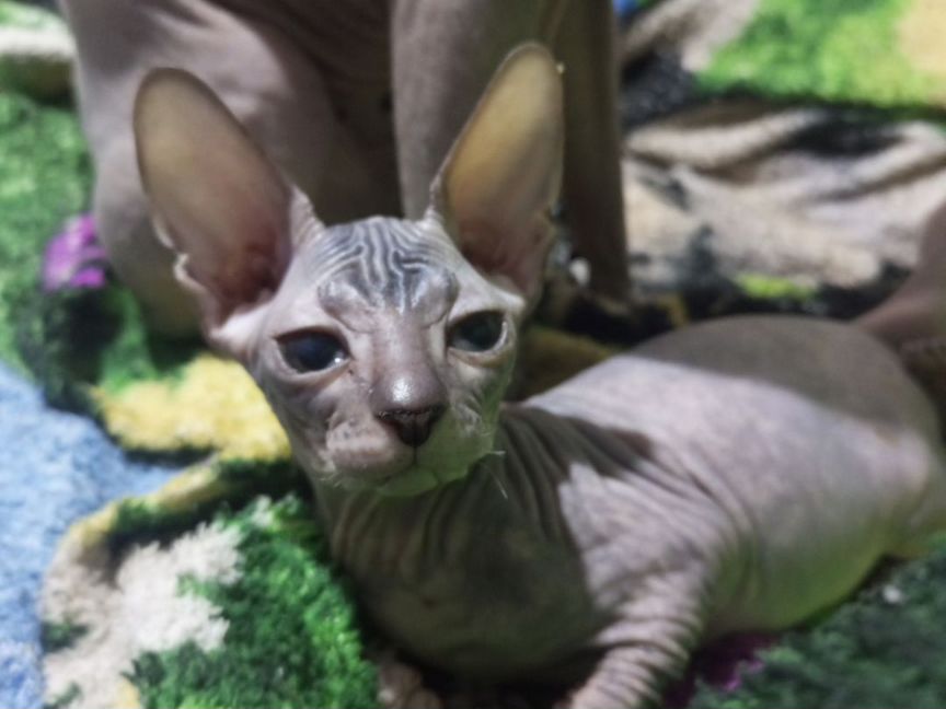 Донской сфинкс котята