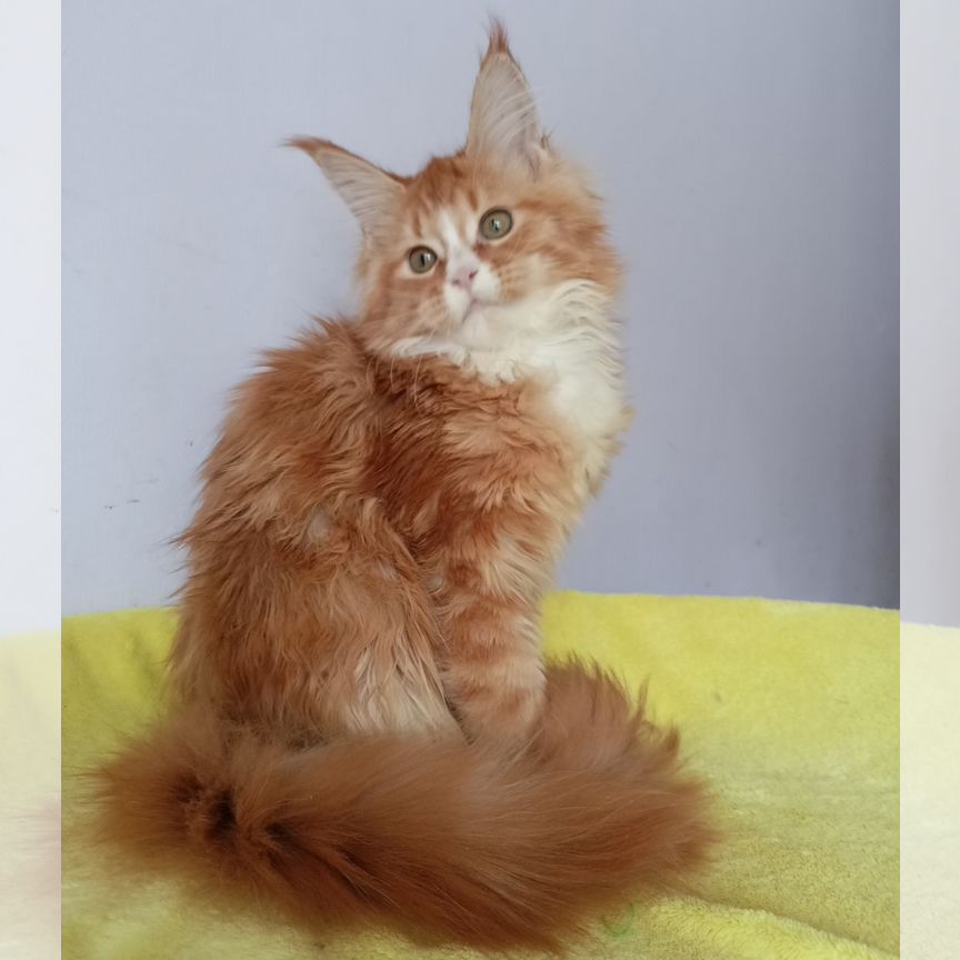 Мейн-кун котёнок