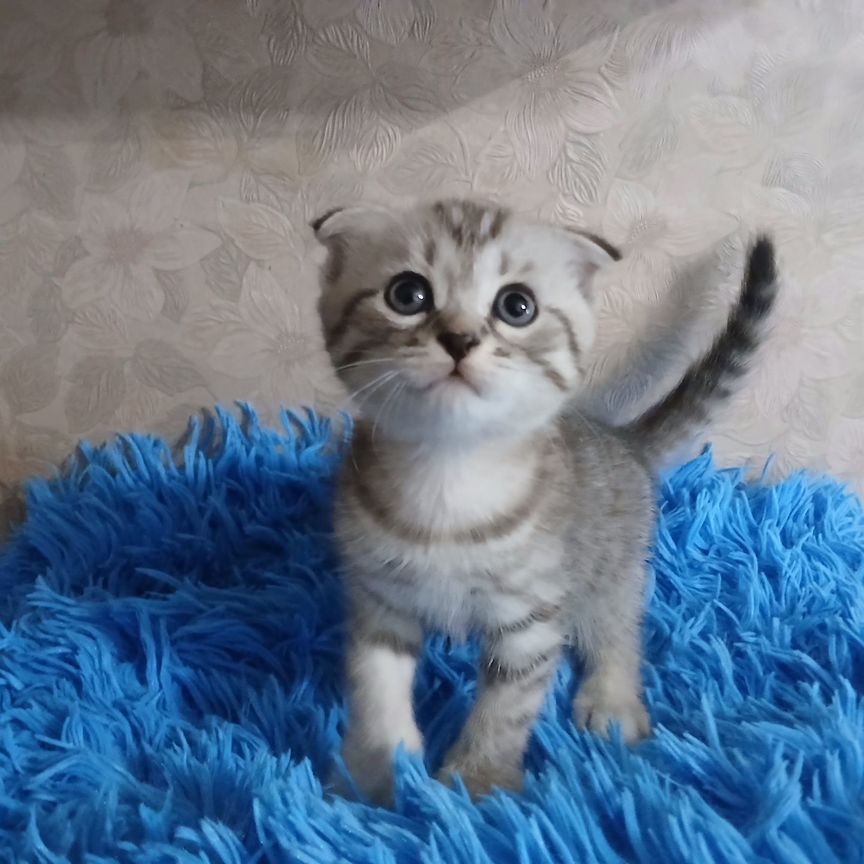 Шотландская