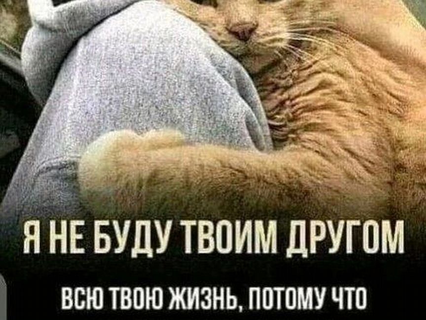 Котики