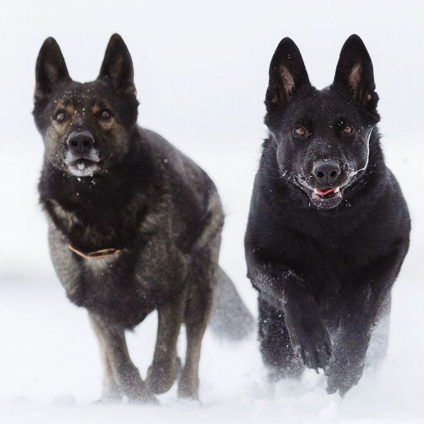 Немецкая овчарка, щенок