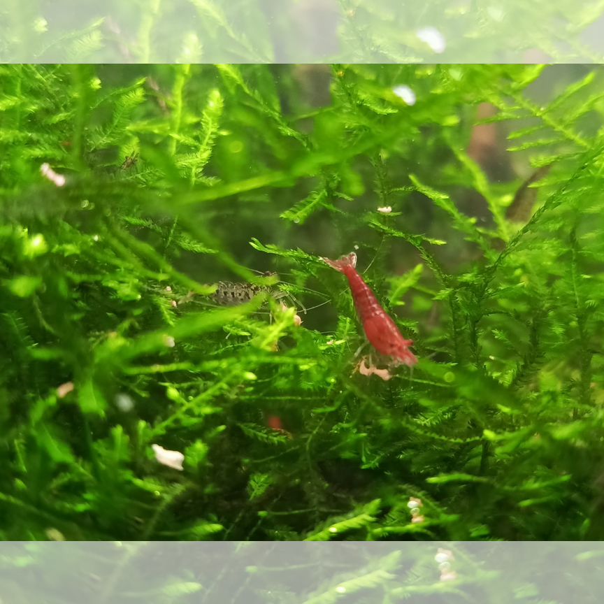 Креветки вишня