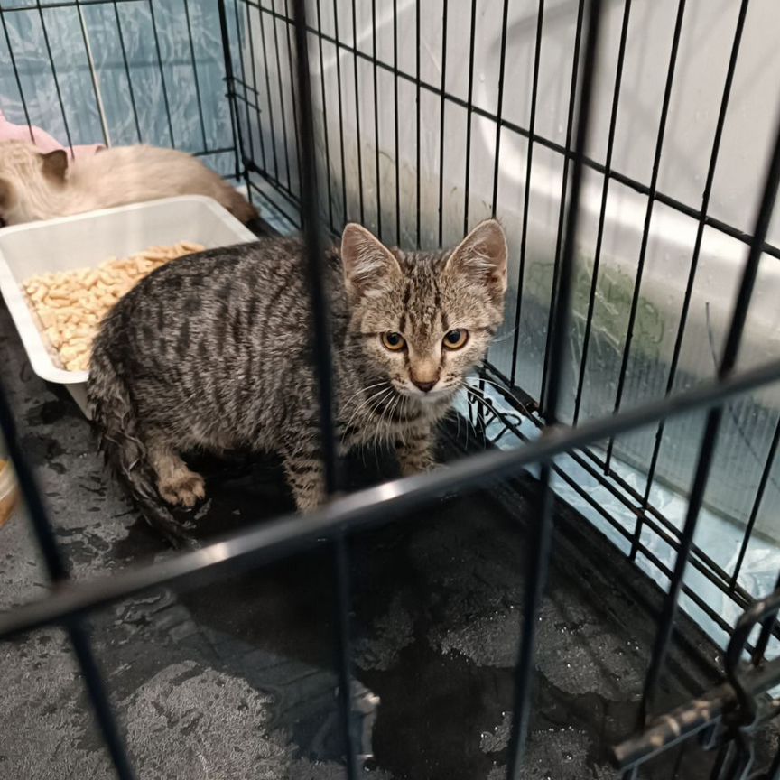 Пропадают котята