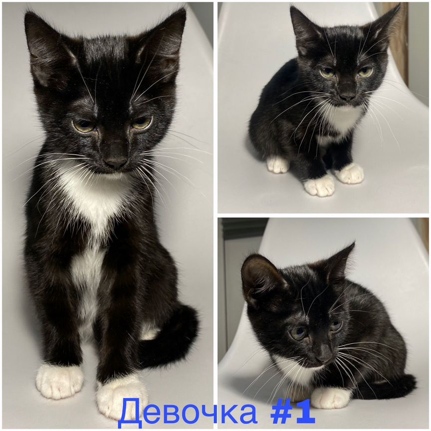 Котята 2.5 месяца