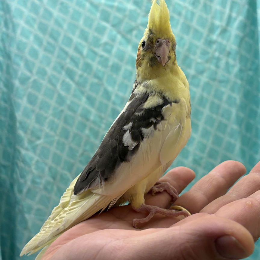 Попугай корелла