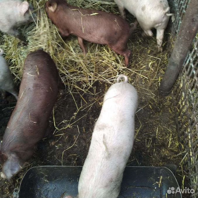 Поросята ландрас и дюрок