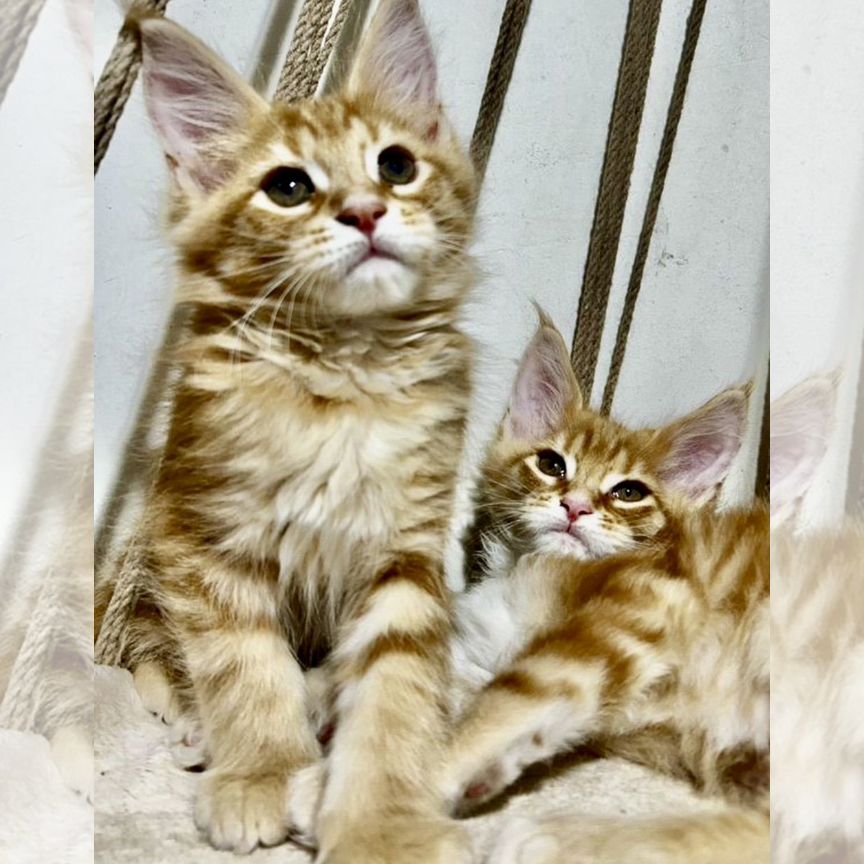Мейн-кун котёнок