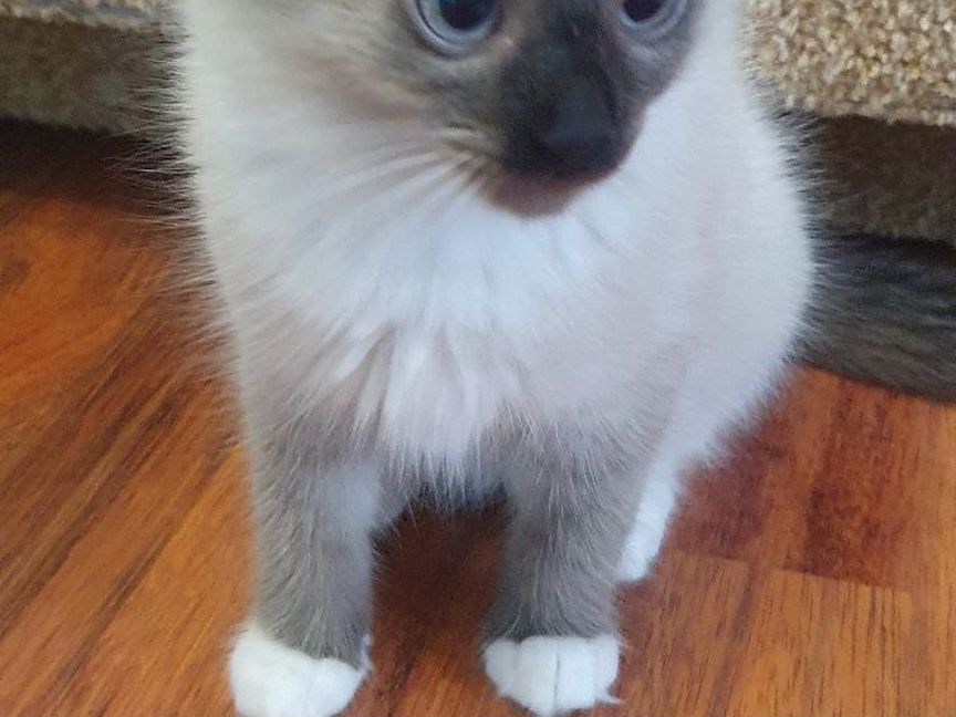 Котенок породы Рэгдолл