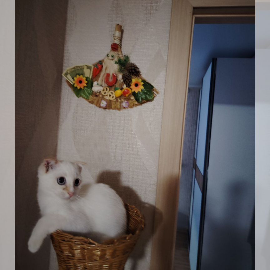 Котёнок