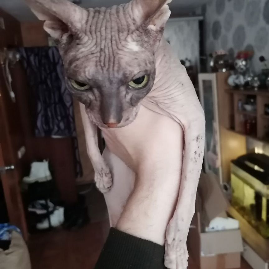 Канадский сфинкс