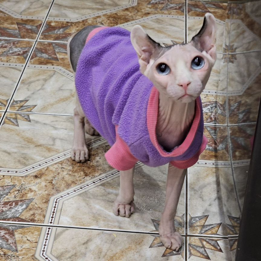 Канадский сфинкс Эльф