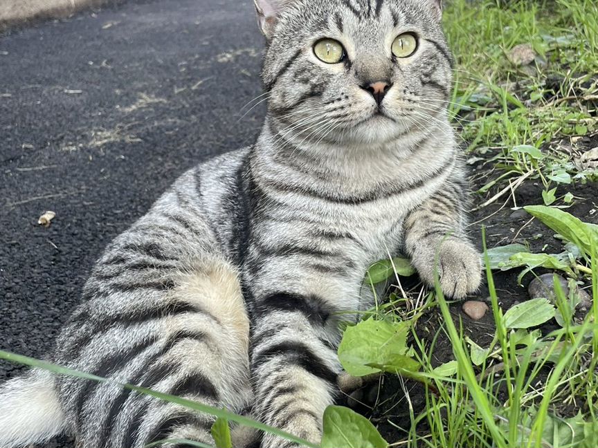 Погибает породистый котик