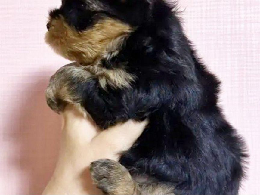 Йоркширский терьер мини