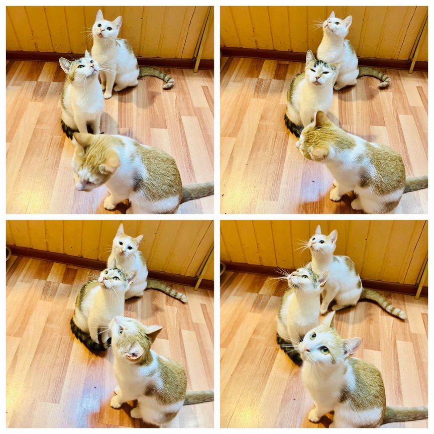 Возьми кошечку