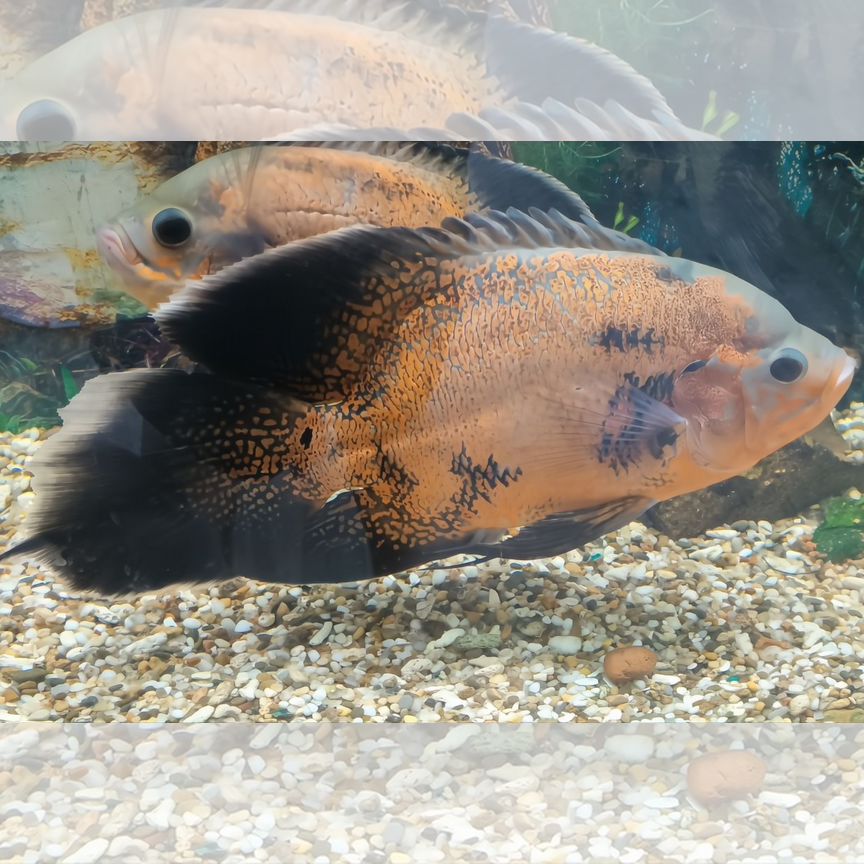 Астронотусы пара