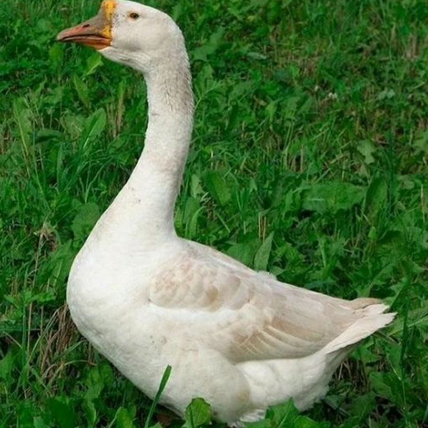 Гуси