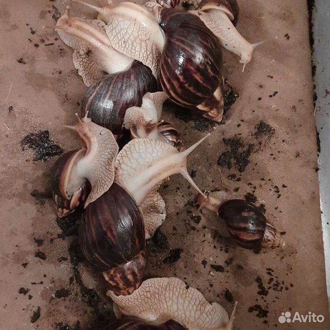 Улитки Ахатины иммакуляты