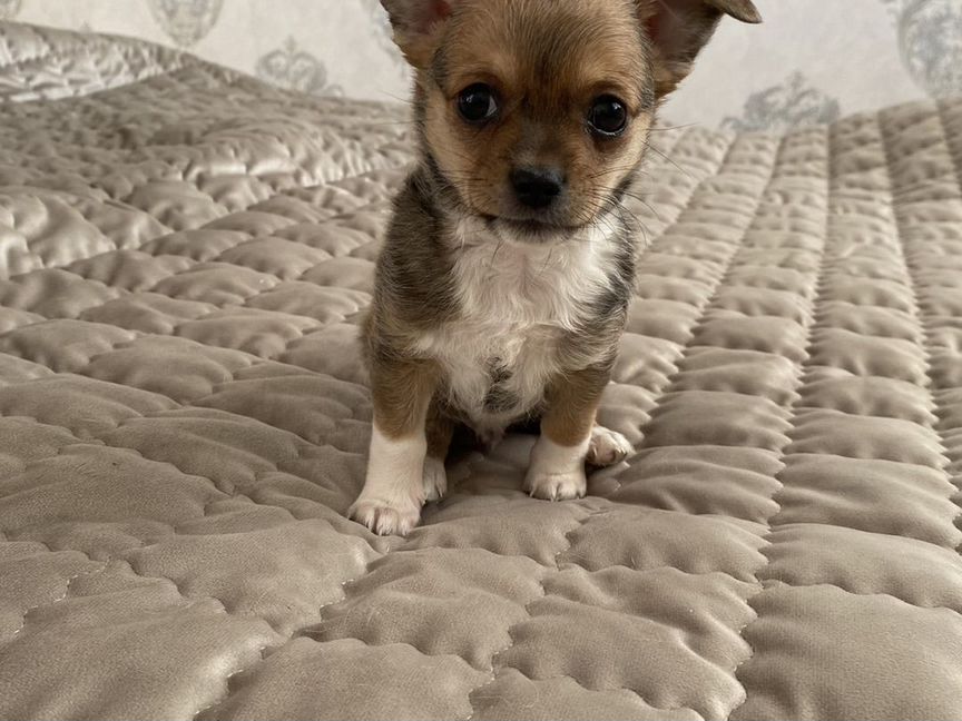 Щенки чихуахуа мини