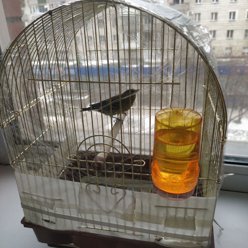 Чижик с клеткой