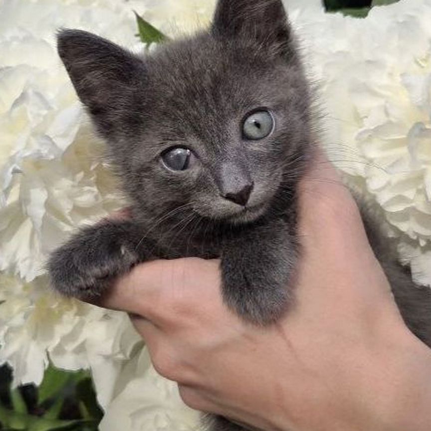 Котёнок в добрые руки